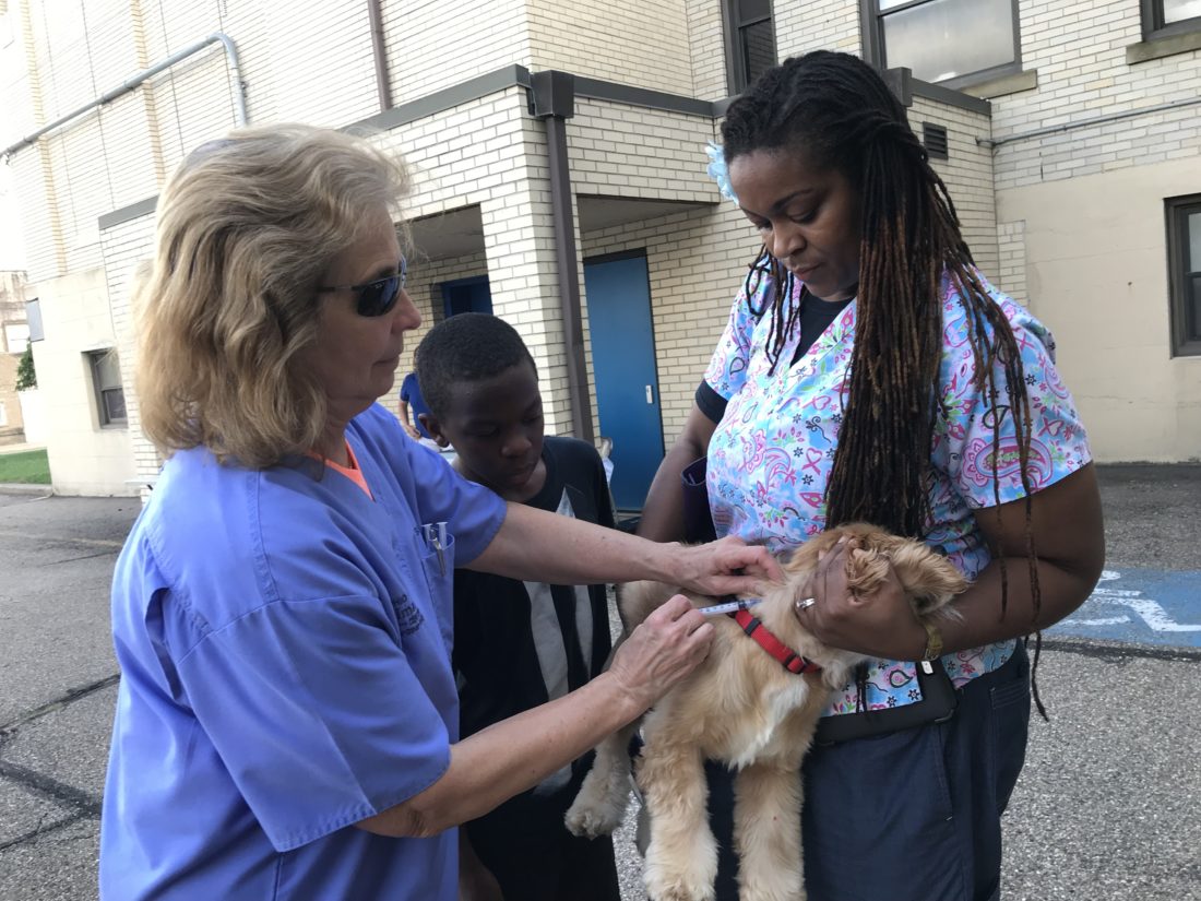 Ohio County Holding Rabies Vaccination Clinics This Month | News ...